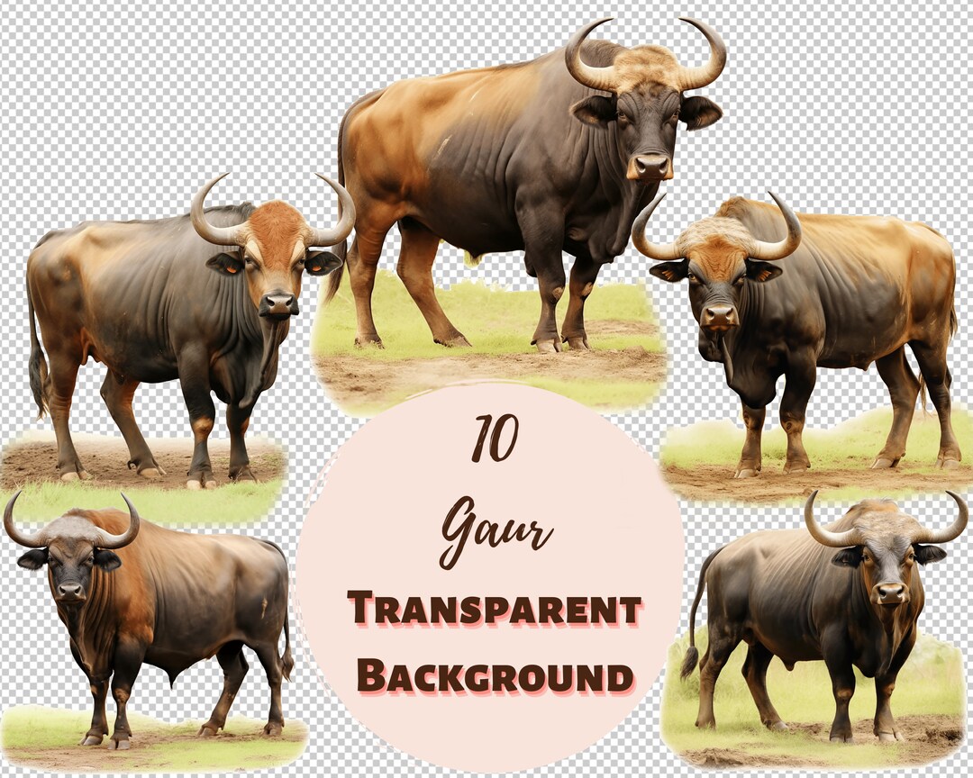Gaur Clipart Bundle - Transparent PNG Collection, Digital Prints ...