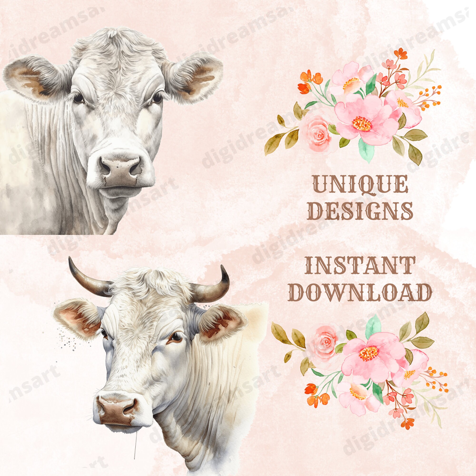 Charolais Cow Clipart Bundle Transparent PNG Collection, Digital Prints ...