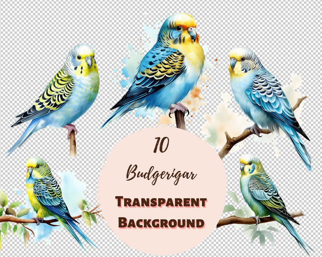 Budgerigar (budgie) Clipart Bundle - Transparent PNG Collection ...