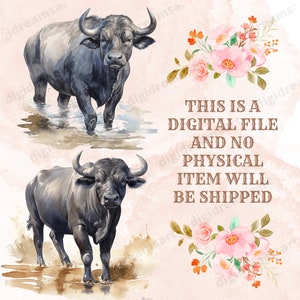 Water Buffalo Clipart Bundle - Transparent PNG Collection, Digital ...