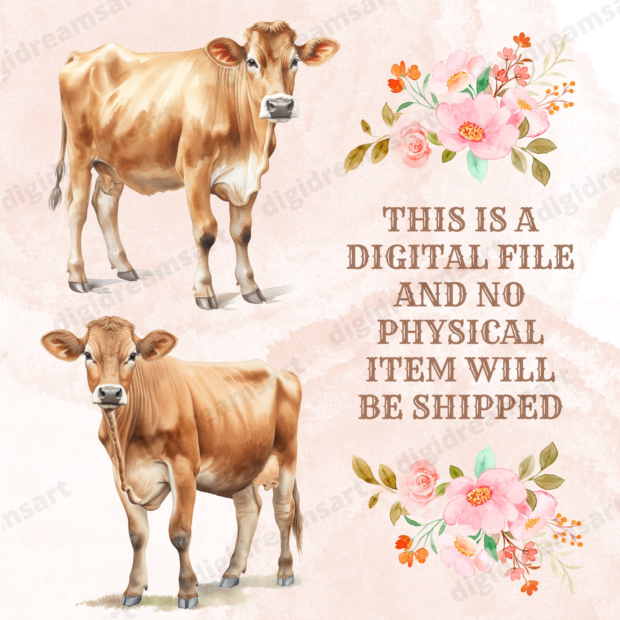 Brown Swiss Cow Clipart Bundle Transparent PNG Collection, Digital ...