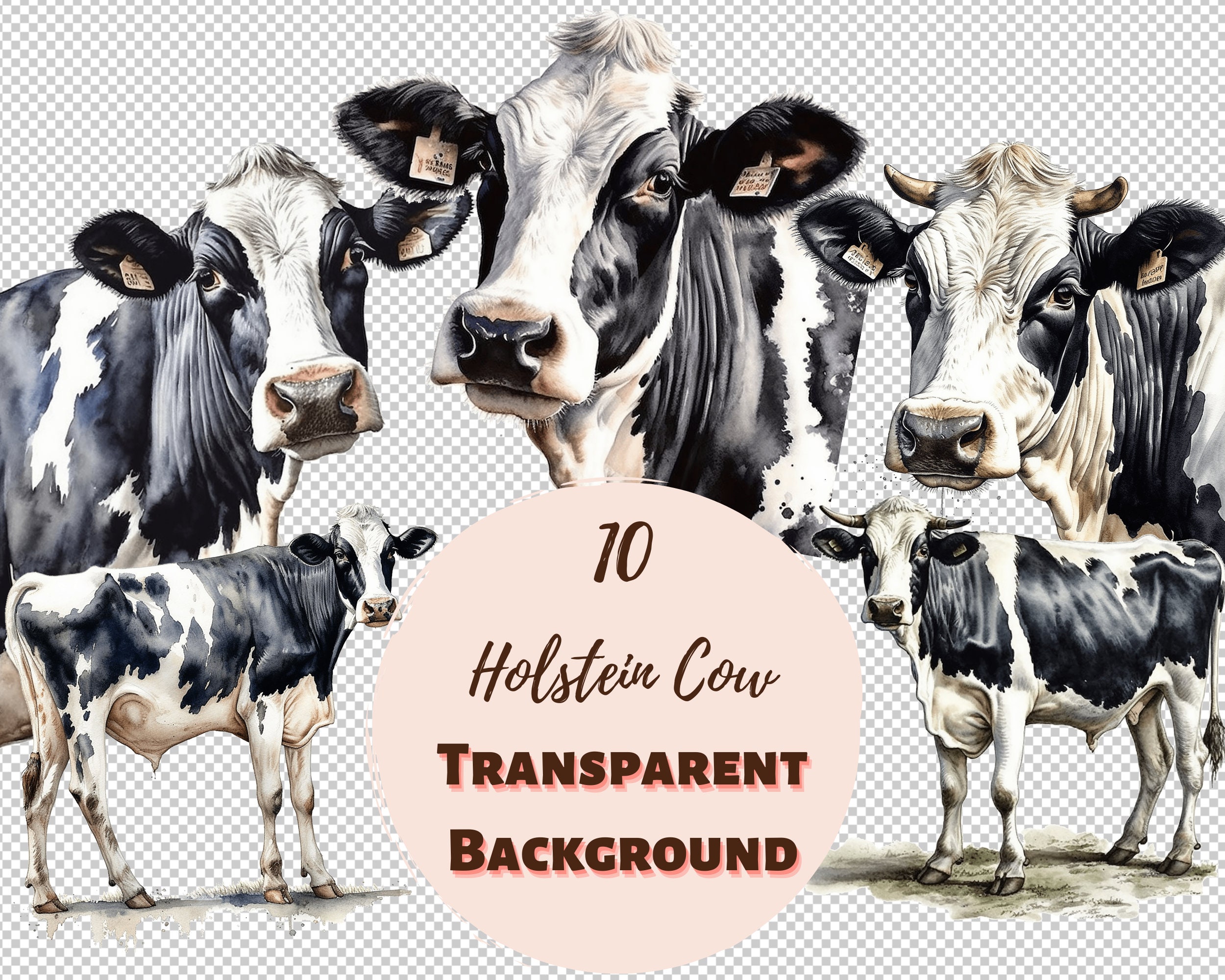 Holstein Cow Clipart Bundle Transparent PNG Collection, Digital Prints ...