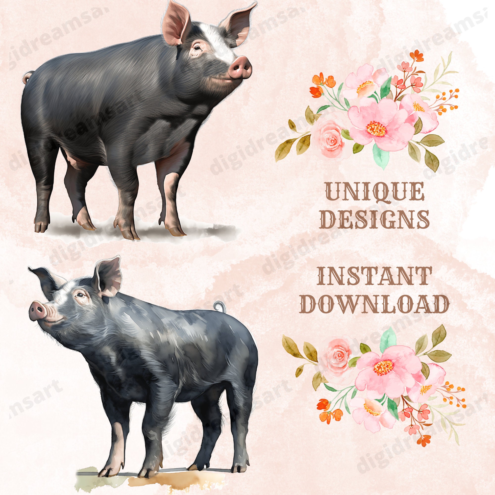 4-H Show Pigs Mega Bundle 50 PNG Clipart Images Transparent PNG ...