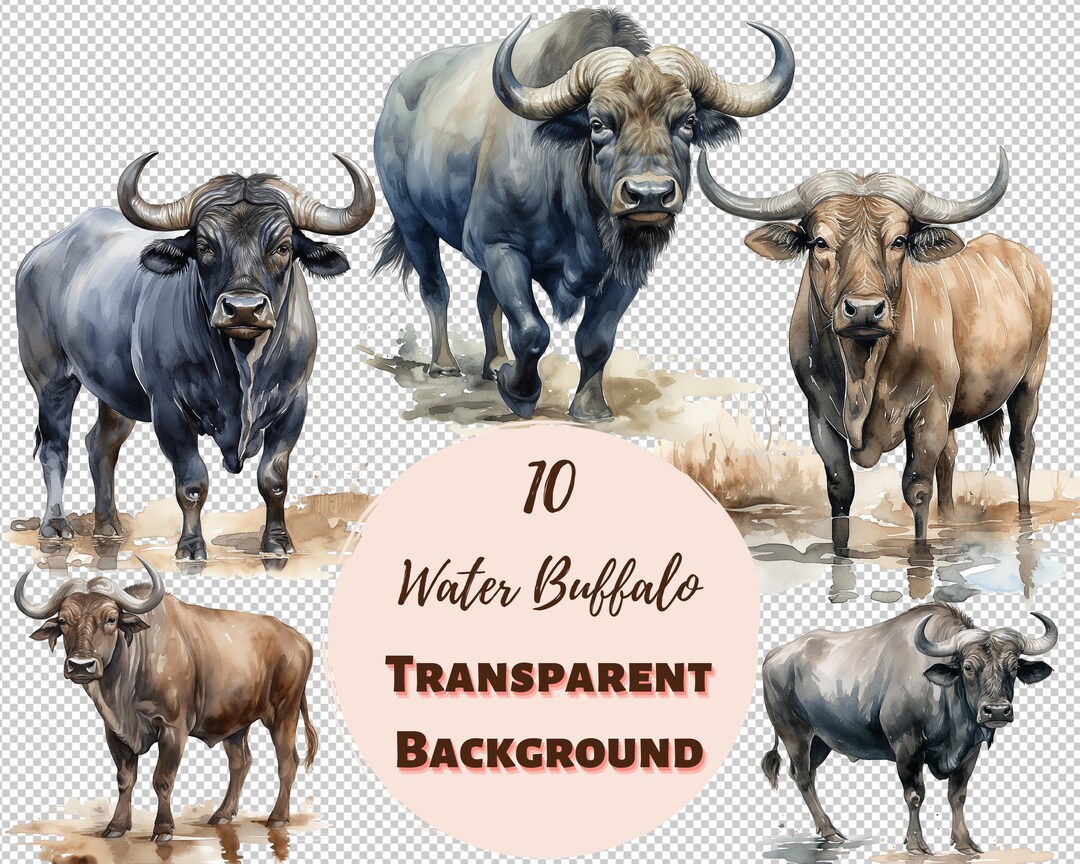 Water Buffalo Clipart Bundle - Transparent PNG Collection, Digital ...