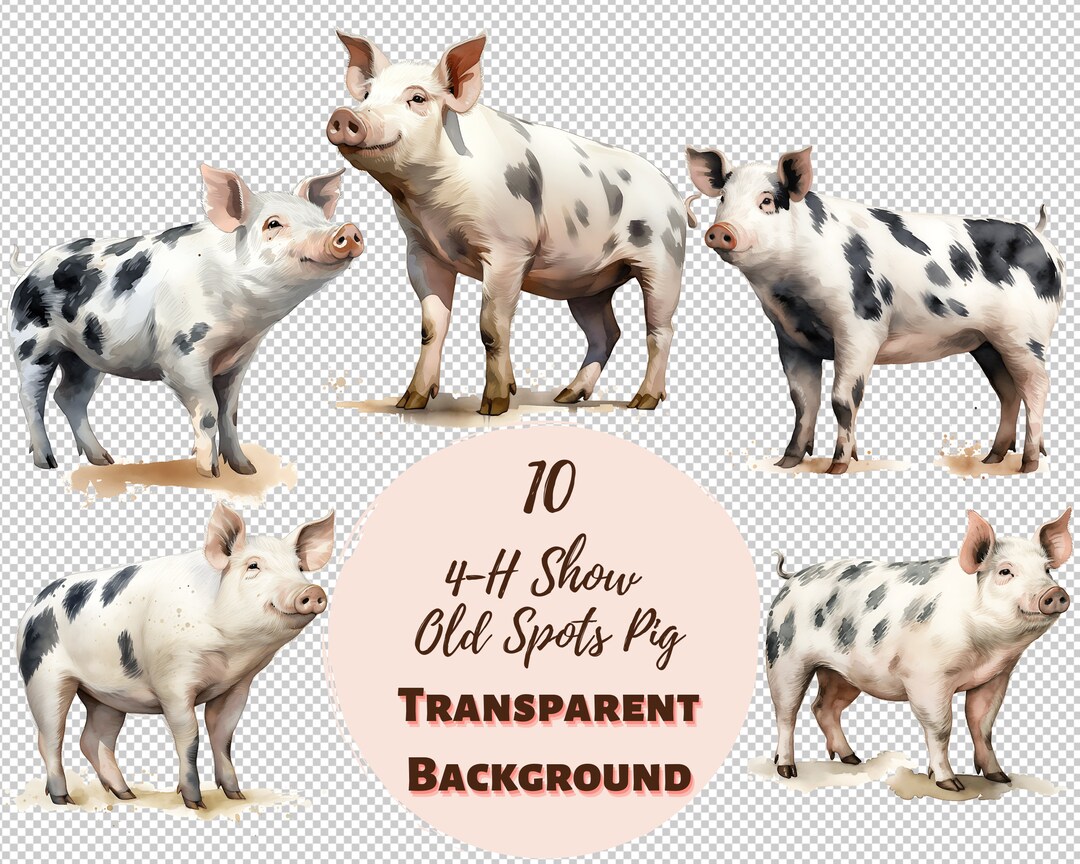 4-H Show Old Spots Pig Clipart Bundle Transparent PNG Collection ...