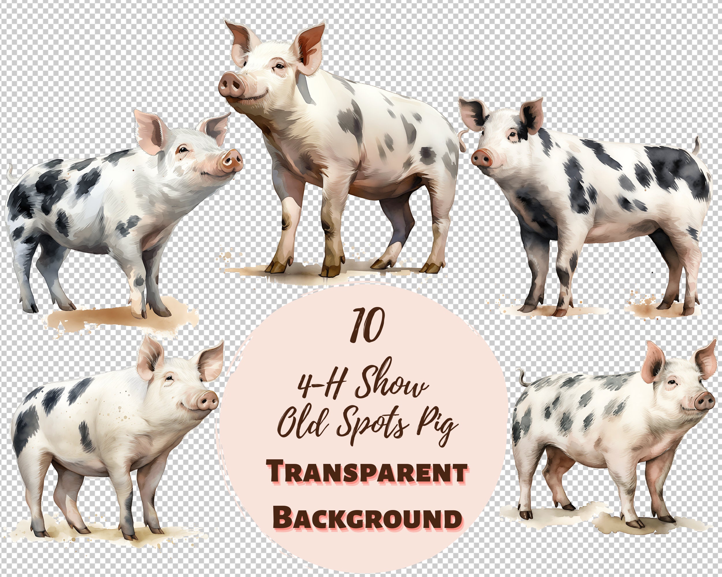 4-H Show Old Spots Pig Clipart Bundle Transparent PNG - Etsy