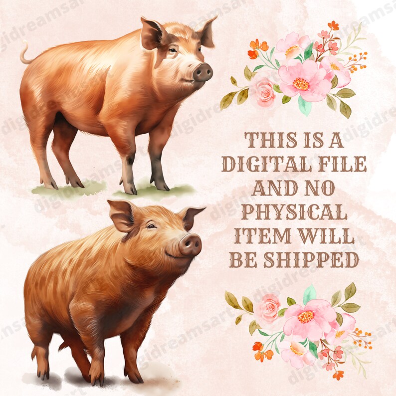 4-H Show Duroc Pig Clipart Bundle - Transparent PNG Collection, Digital ...