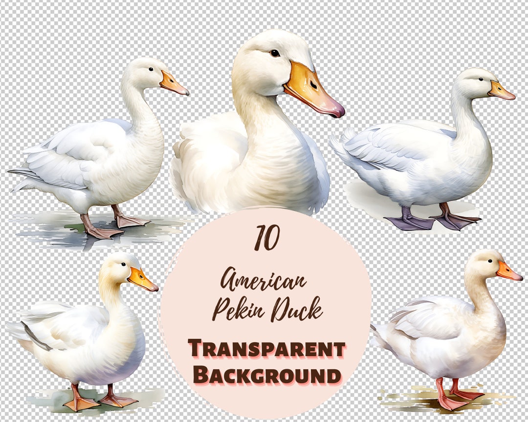 American Pekin Duck Clipart Bundle - Transparent PNG Collection ...