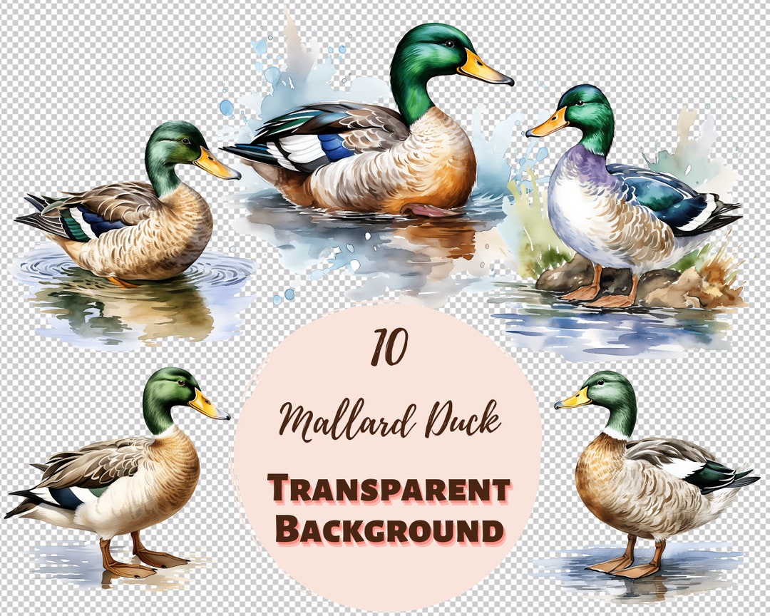 Mallard Duck Clipart Bundle - Transparent PNG Collection, Watercolor ...