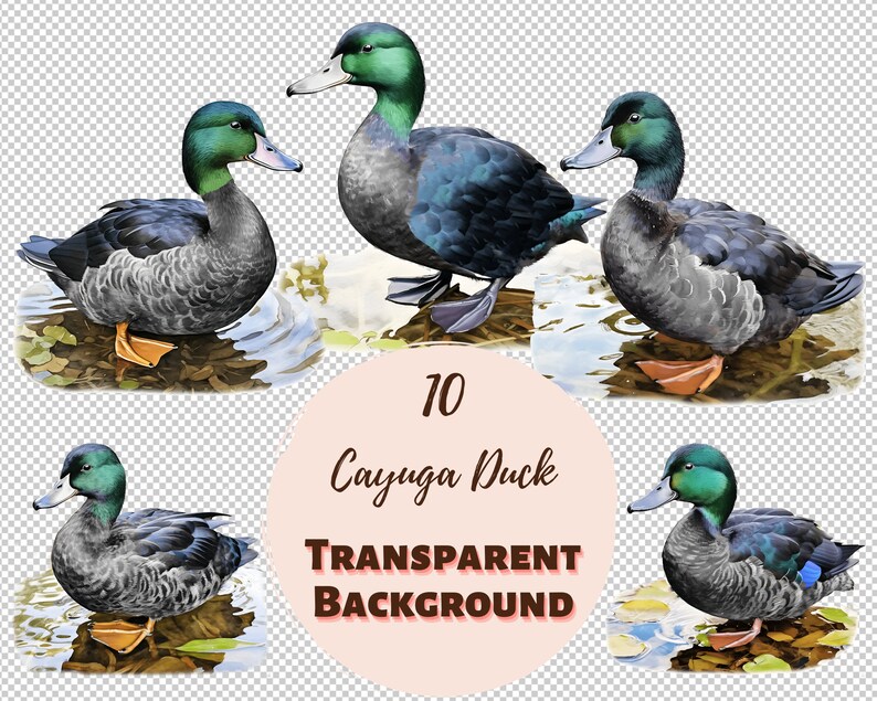 Cayuga Duck Clipart Bundle - Transparent PNG Collection, Watercolor ...