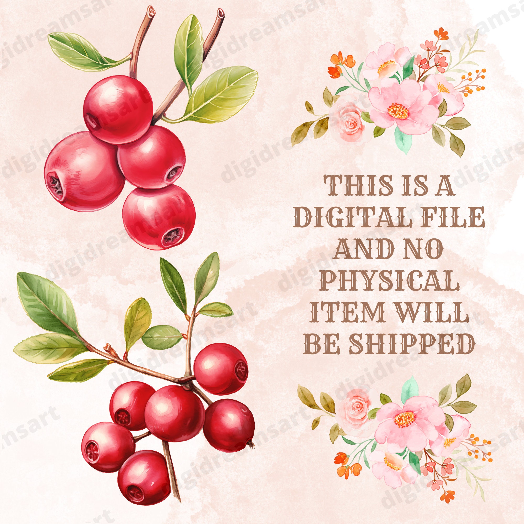 Cranberry Clipart Bundle Transparent PNG Collection, Watercolor ...