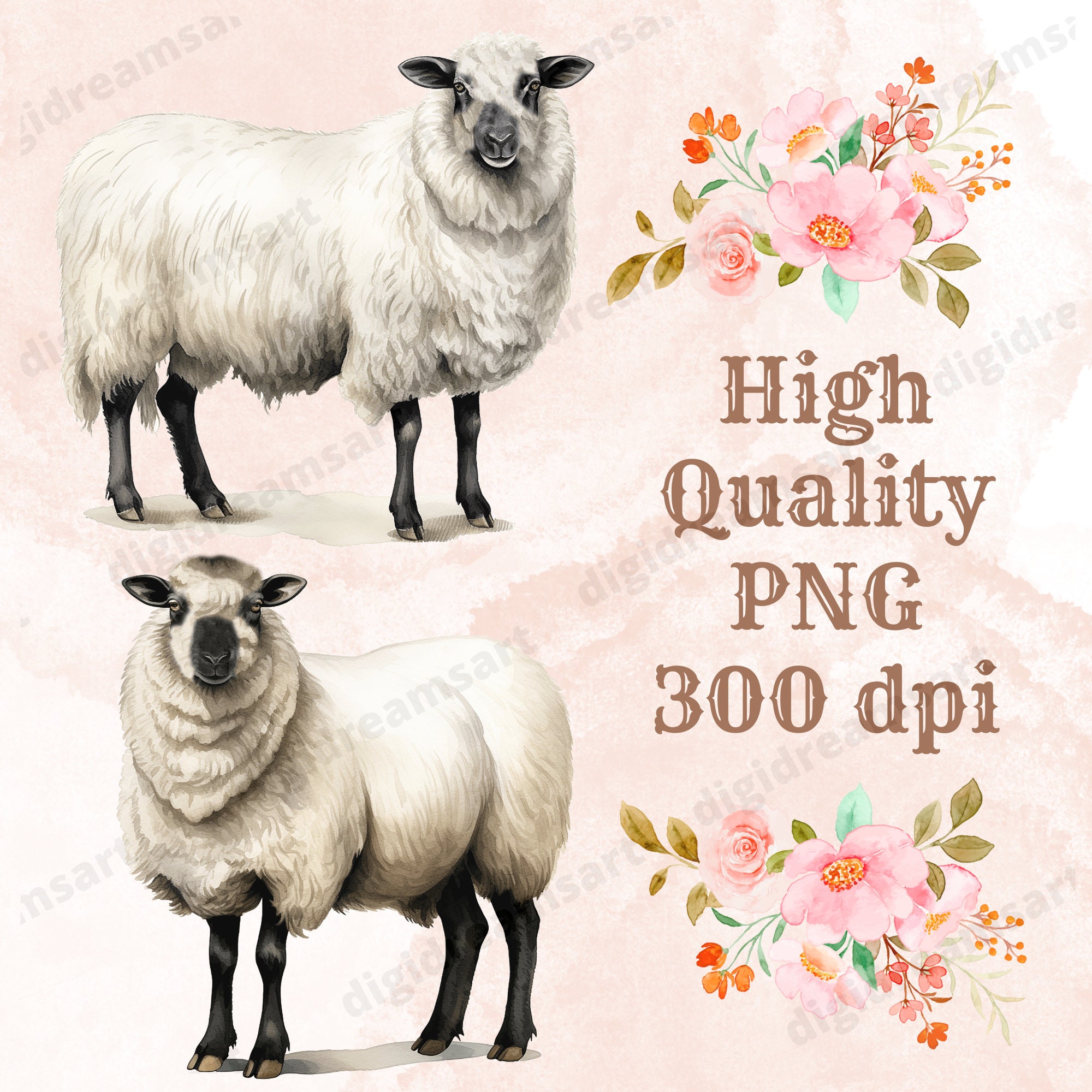 Hampshire Sheep Clipart Bundle Transparent PNG Collection - Etsy