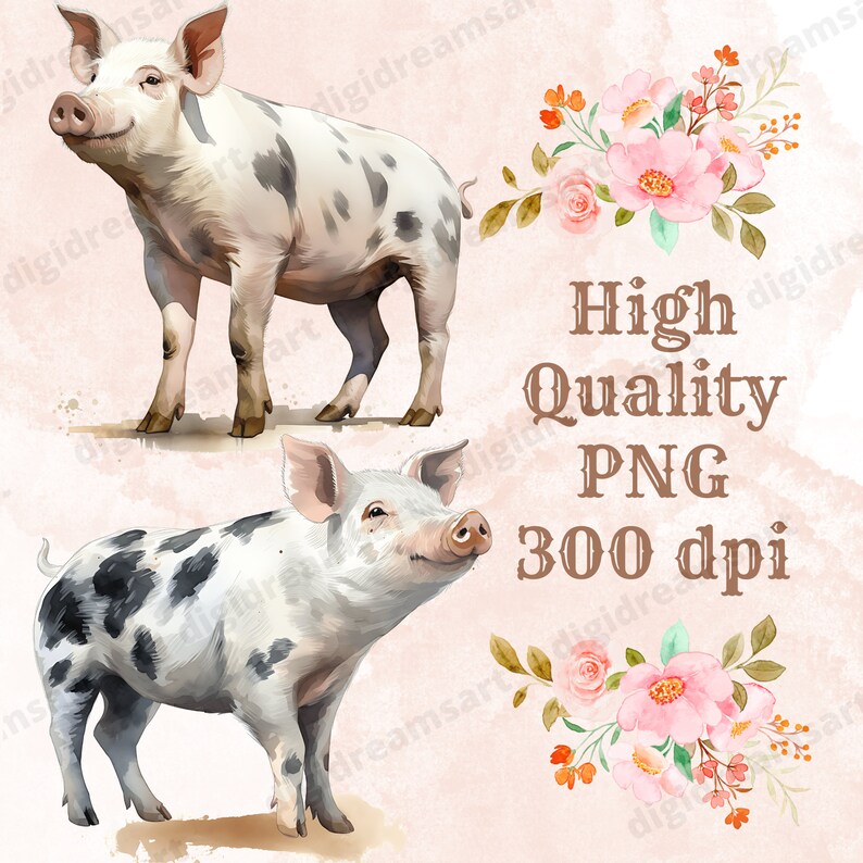 4-H Show Old Spots Pig Clipart Bundle Transparent PNG - Etsy