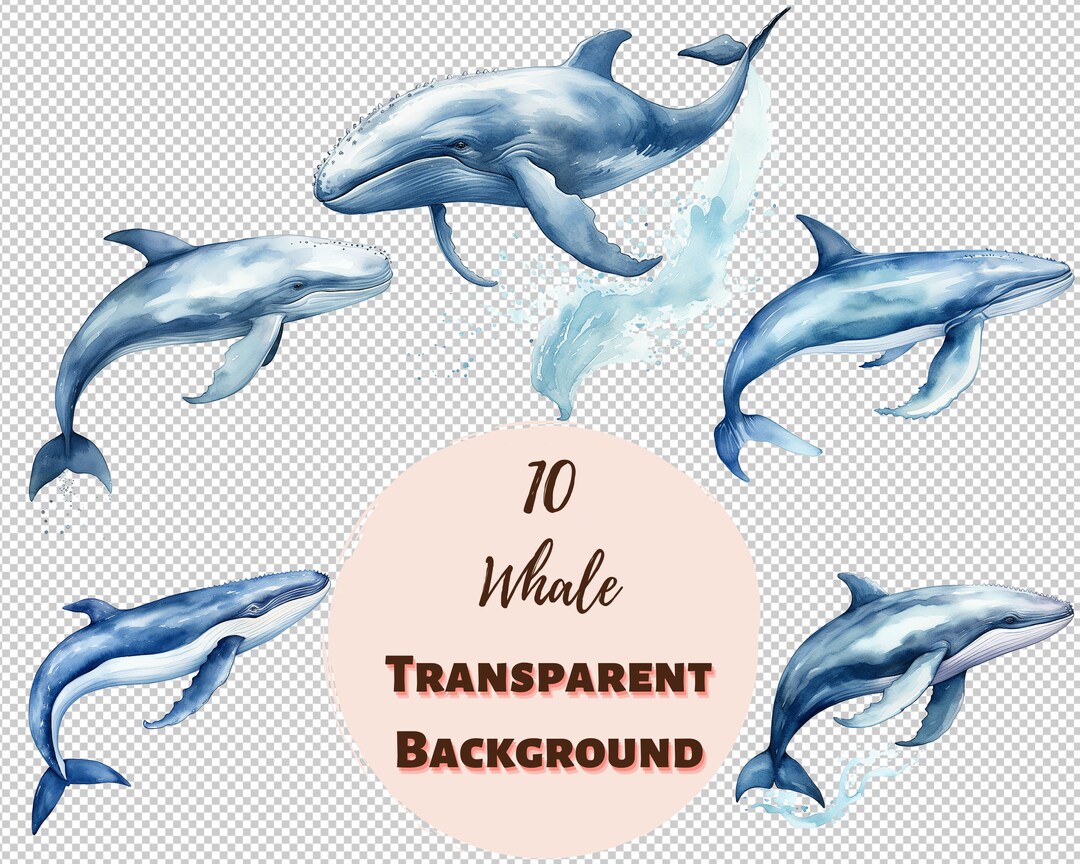 Whale, Clipart Bundle Transparent PNG Collection, Digital Prints ...