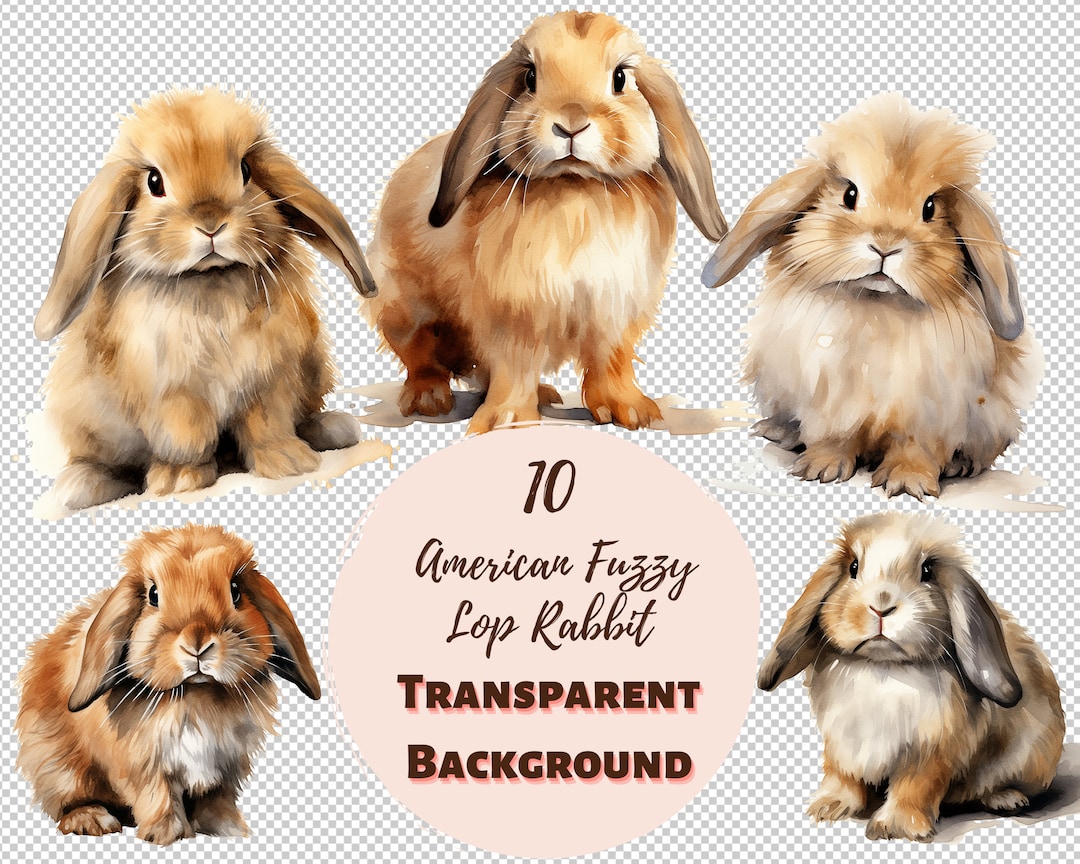 American Fuzzy Lop Rabbit Clipart Bundle - Transparent PNG Collection ...