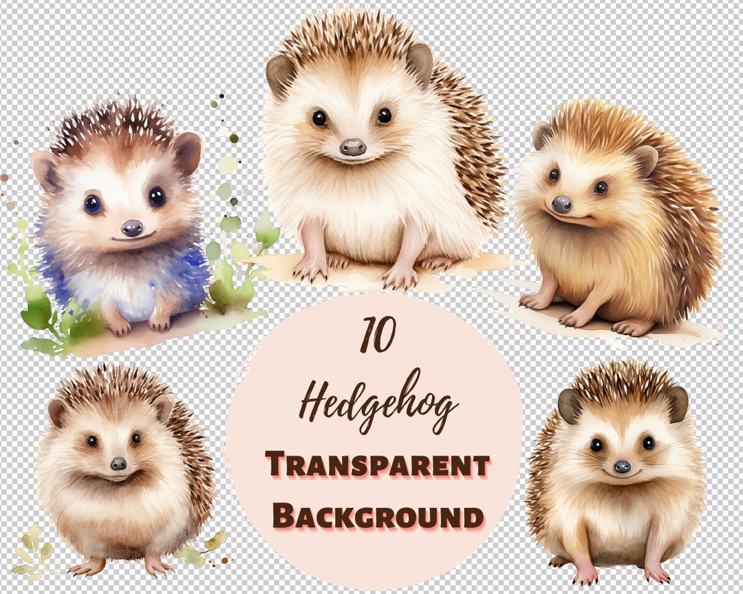 Hedgehog Clipart Bundle Transparent PNG Collection, Digital Prints ...