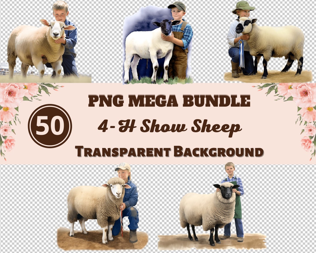 4-H Show Sheep Mega Bundle 50 PNG Clipart Images - Transparent PNG ...