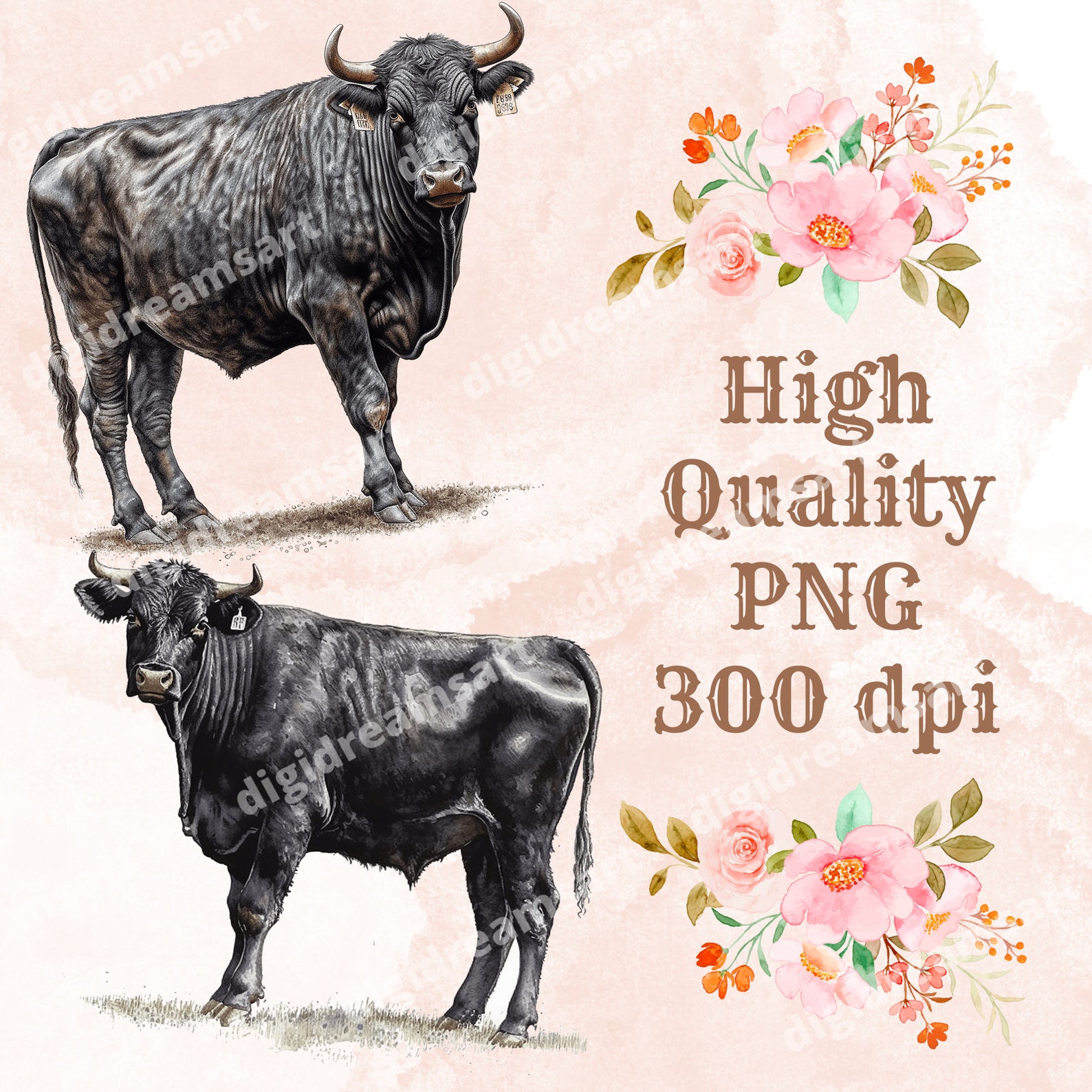 Black Angus Clipart Bundle Transparent PNG Collection, Digital Prints ...