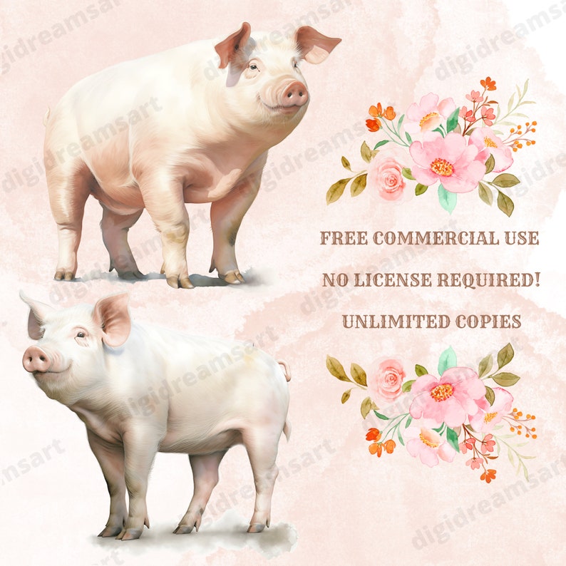 4-H Show Yorkshire Pig Clipart Bundle - Transparent PNG Collection ...