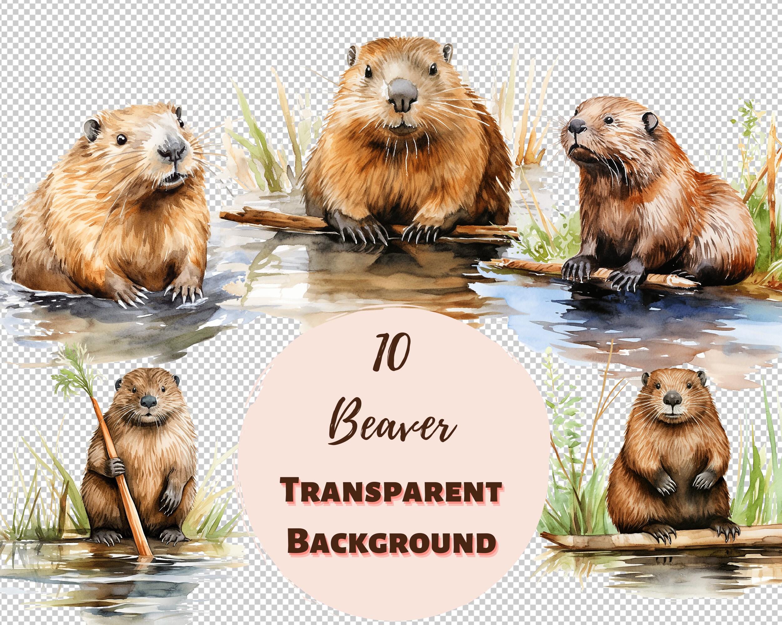 Beaver Clipart Bundle Transparent PNG Collection, Watercolor Graphics ...