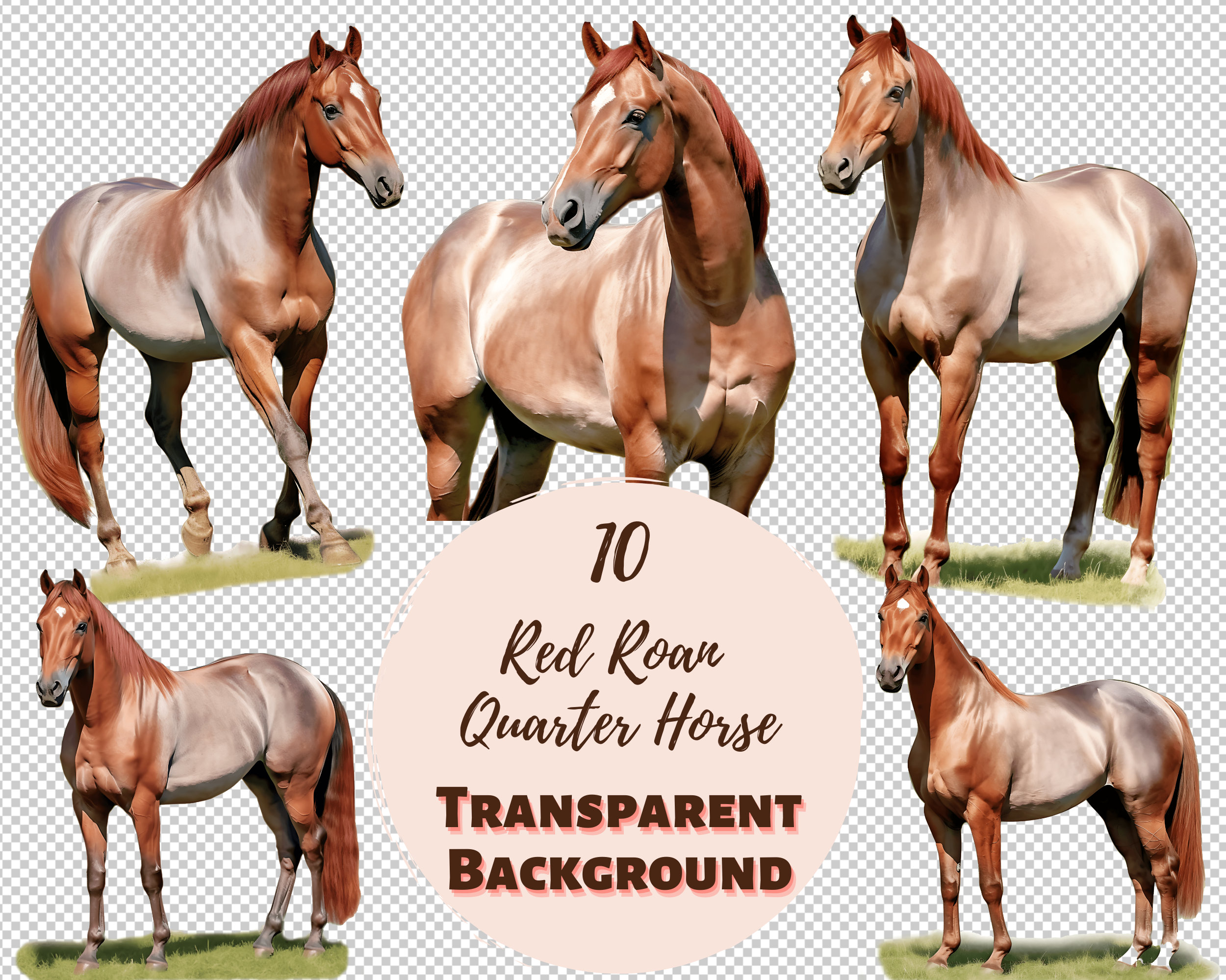 Red Roan Quarter Horse Clipart Bundle - Transparent PNG Collection ...