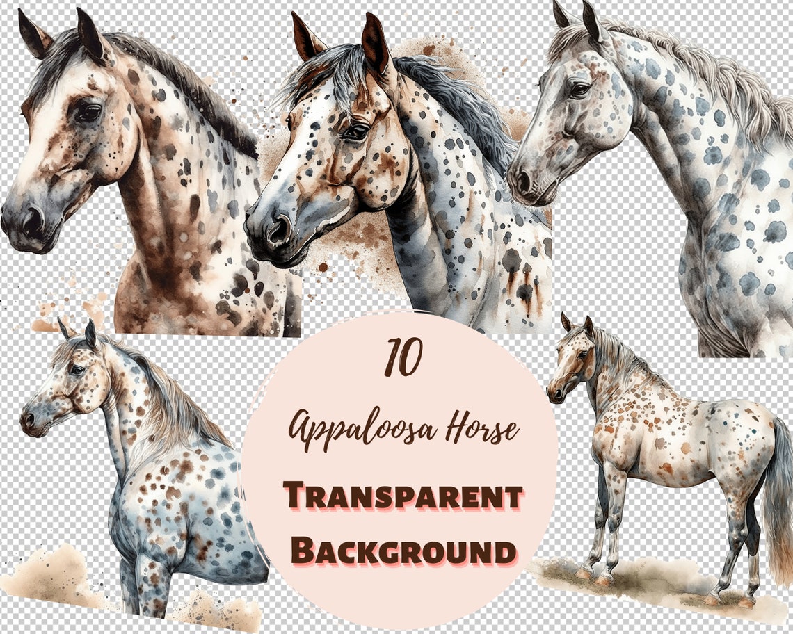Appaloosa Horse Transparent PNG Collection Watercolor - Etsy