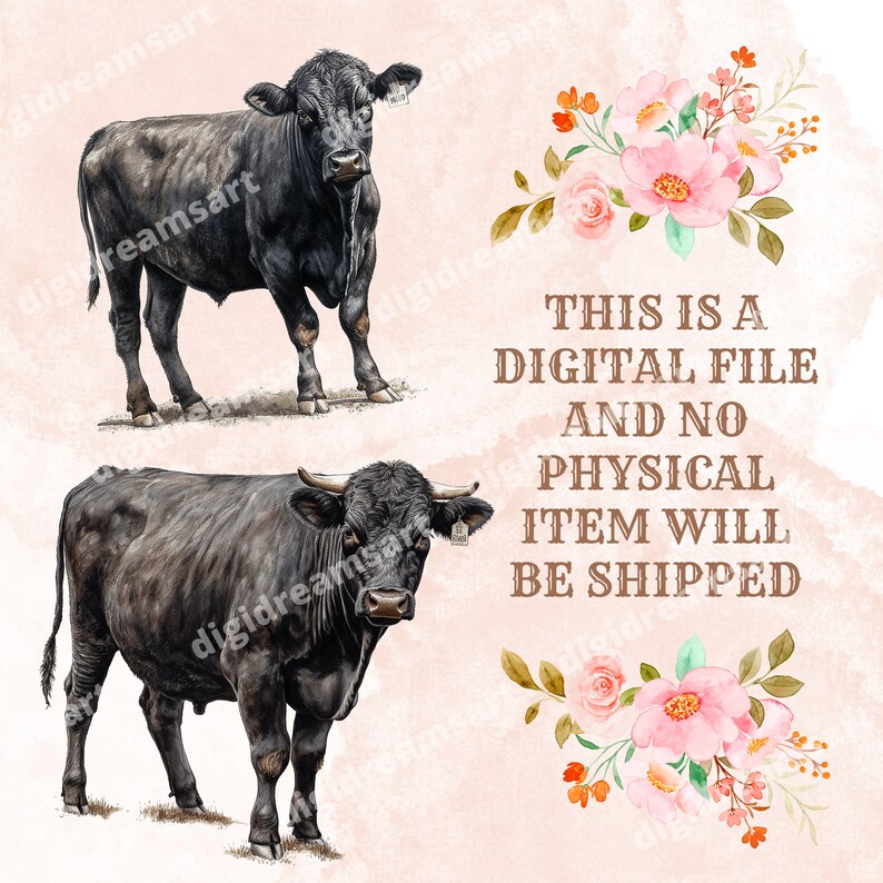Black Angus Clipart Bundle Transparent PNG Collection - Etsy