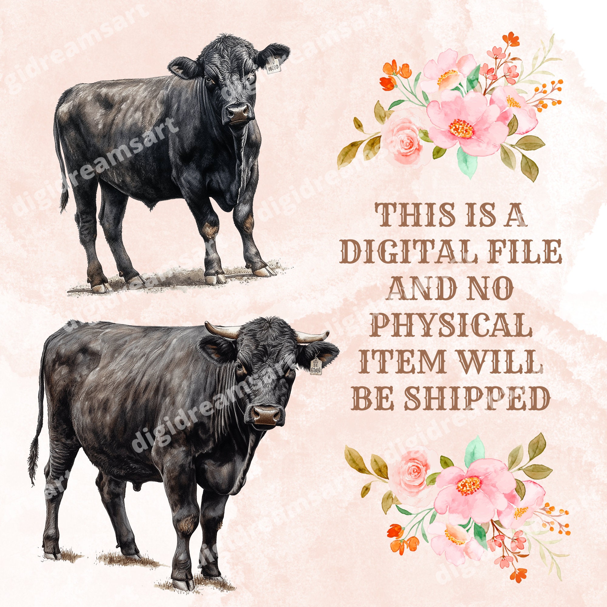 Black Angus Clipart Bundle Transparent PNG Collection, Digital Prints ...