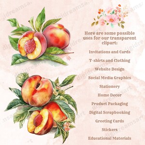 Peach Design Bundle - PNG Transparent Clipart Collection, Watercolor ...