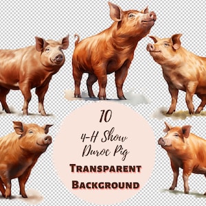 4-H Show Duroc Pig Clipart Bundle - Transparent PNG Collection, Digital ...