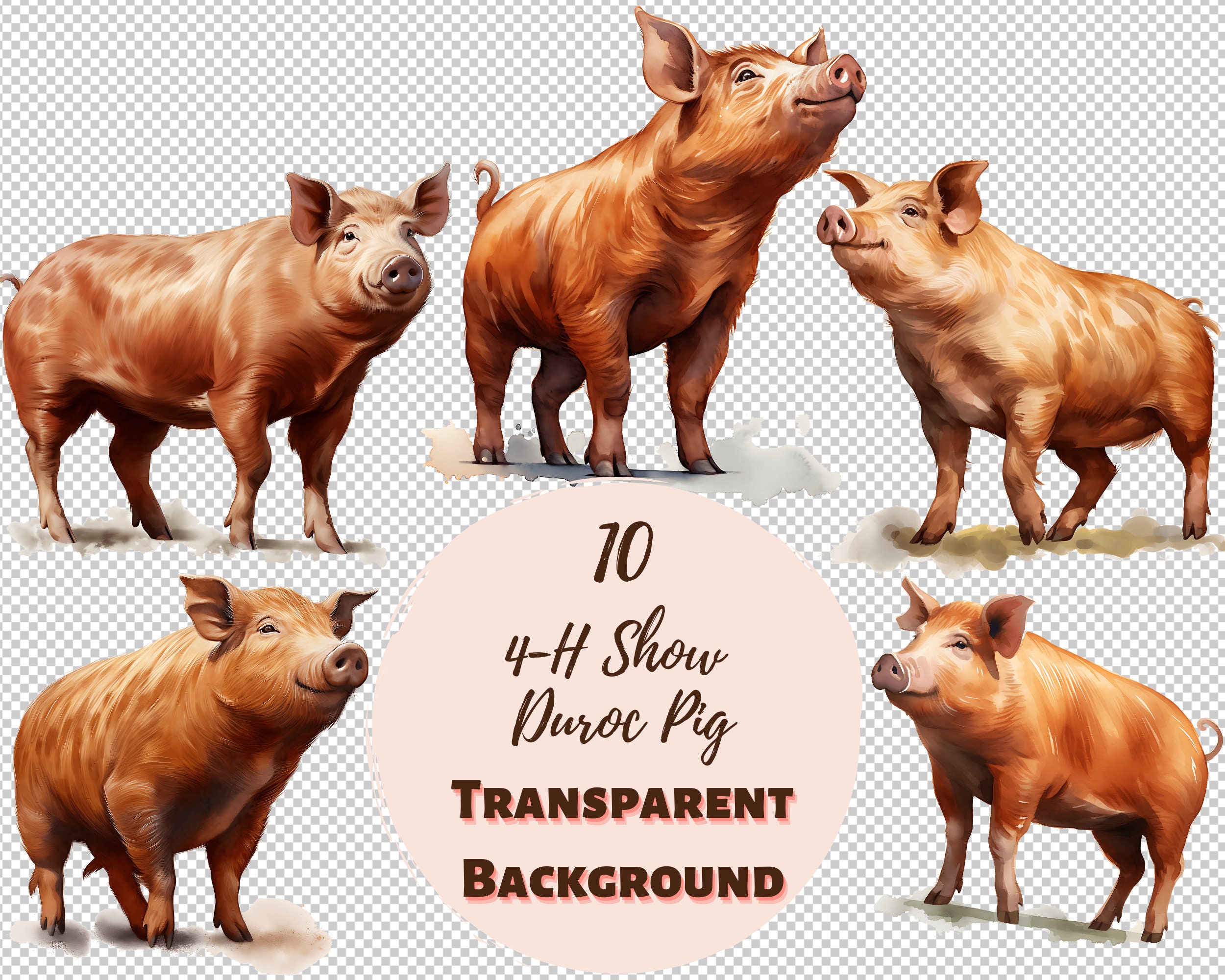 4-H Show Duroc Pig Clipart Bundle - Transparent PNG Collection, Digital ...