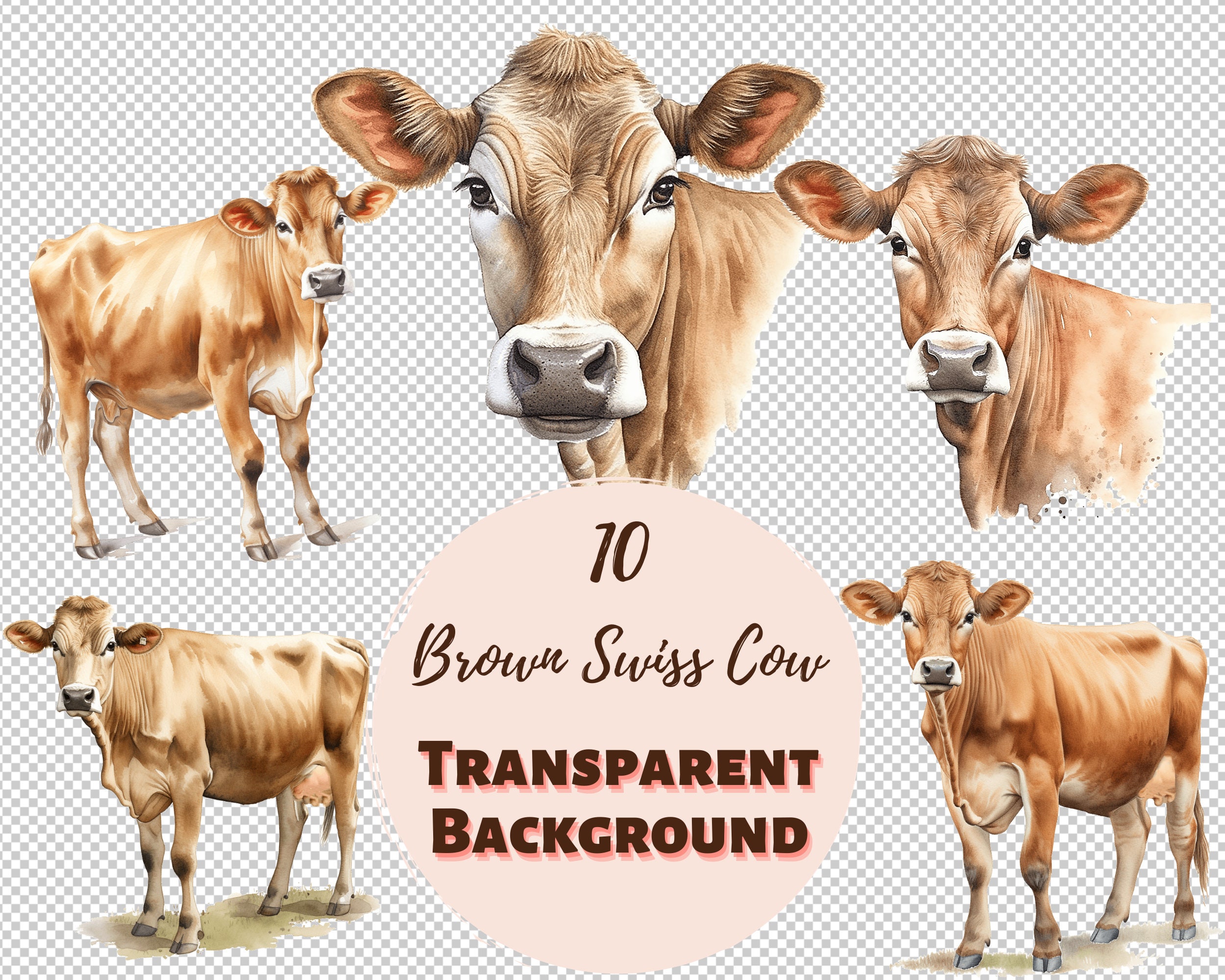 Brown Swiss Cow Clipart Bundle Transparent PNG Collection, Digital ...