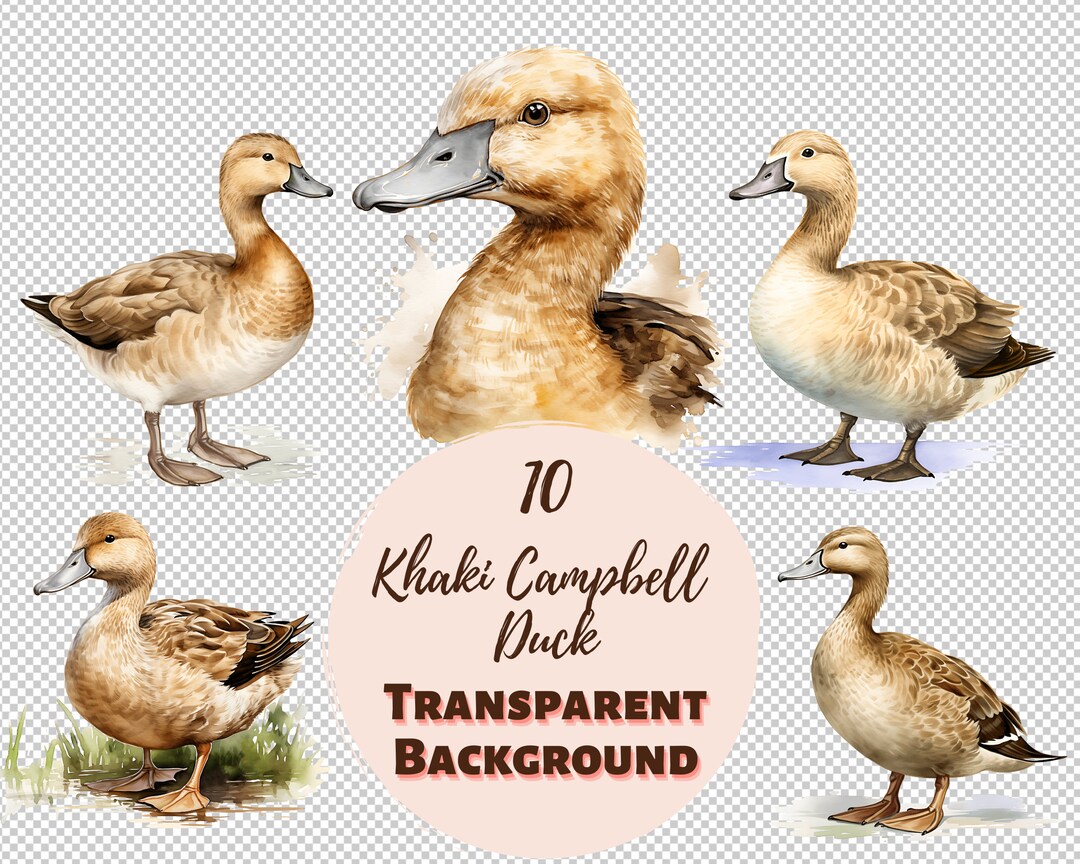 Khaki Campbell Duck Clipart Bundle - Transparent PNG Collection ...