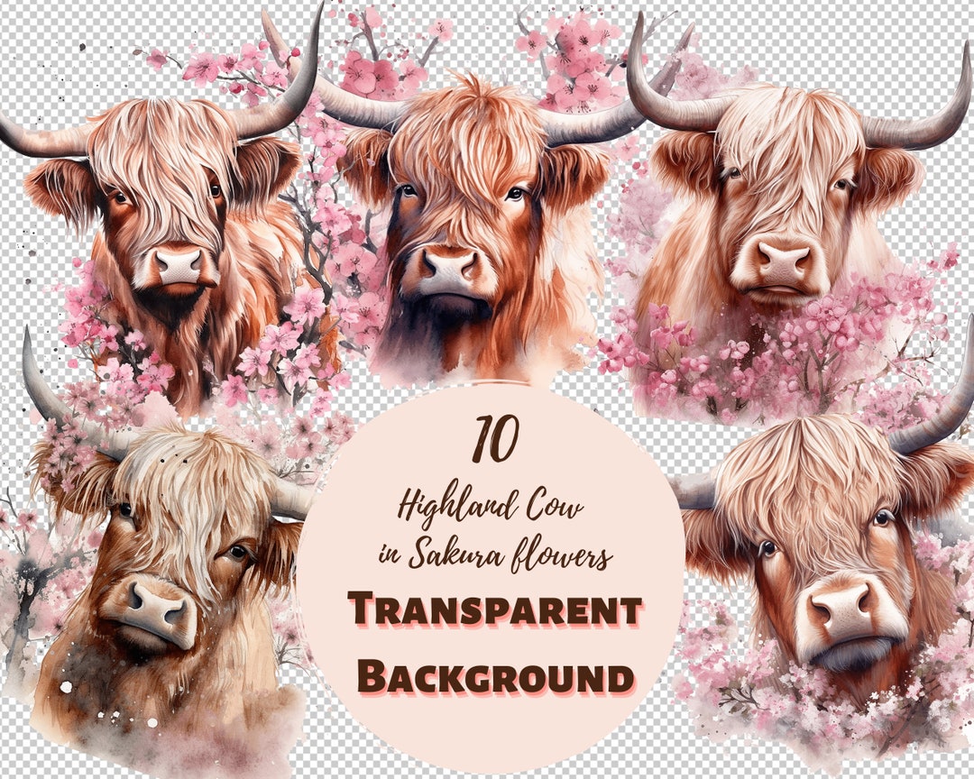 Highland Cow in Sakura Flowers Design Bundle - PNG Transparent Clipart ...