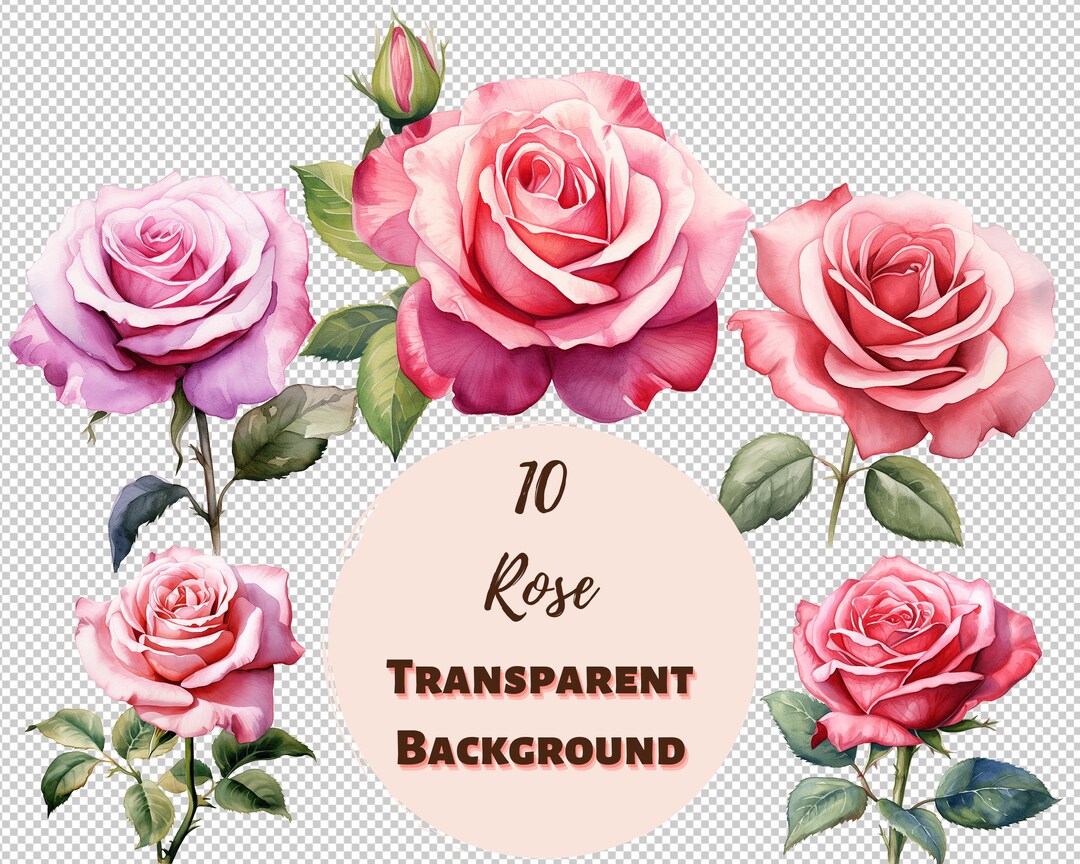 Rose Clipart Bundle - Transparent PNG Collection, Watercolor Graphics ...