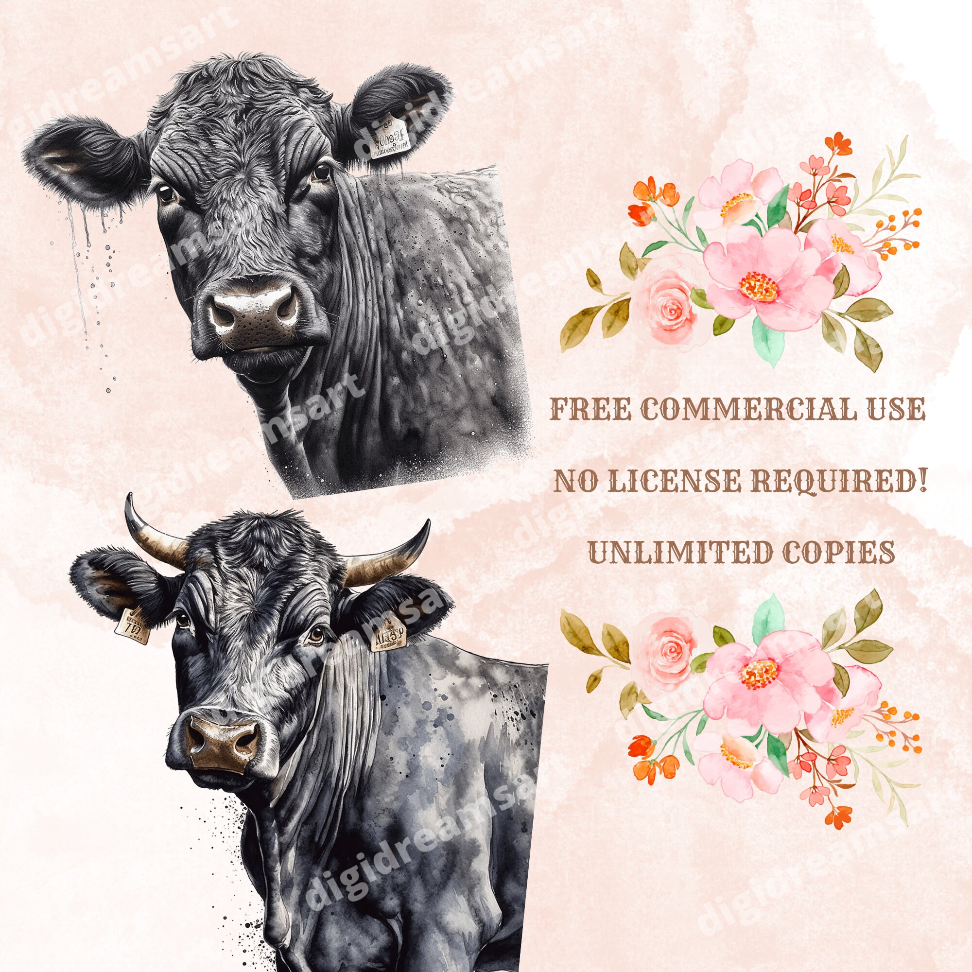Black Angus Clipart Bundle Transparent PNG Collection, Digital Prints ...