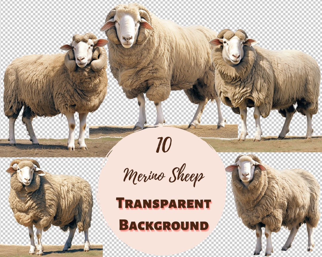 Merino Sheep Clipart Bundle - Transparent PNG Collection, Digital ...