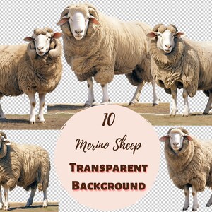Merino Sheep Clipart Bundle - Transparent PNG Collection, Digital ...