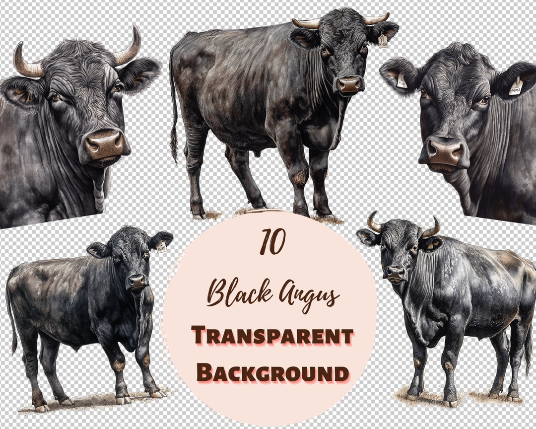 Black Angus Clipart Bundle - Transparent PNG Collection, Digital Prints ...
