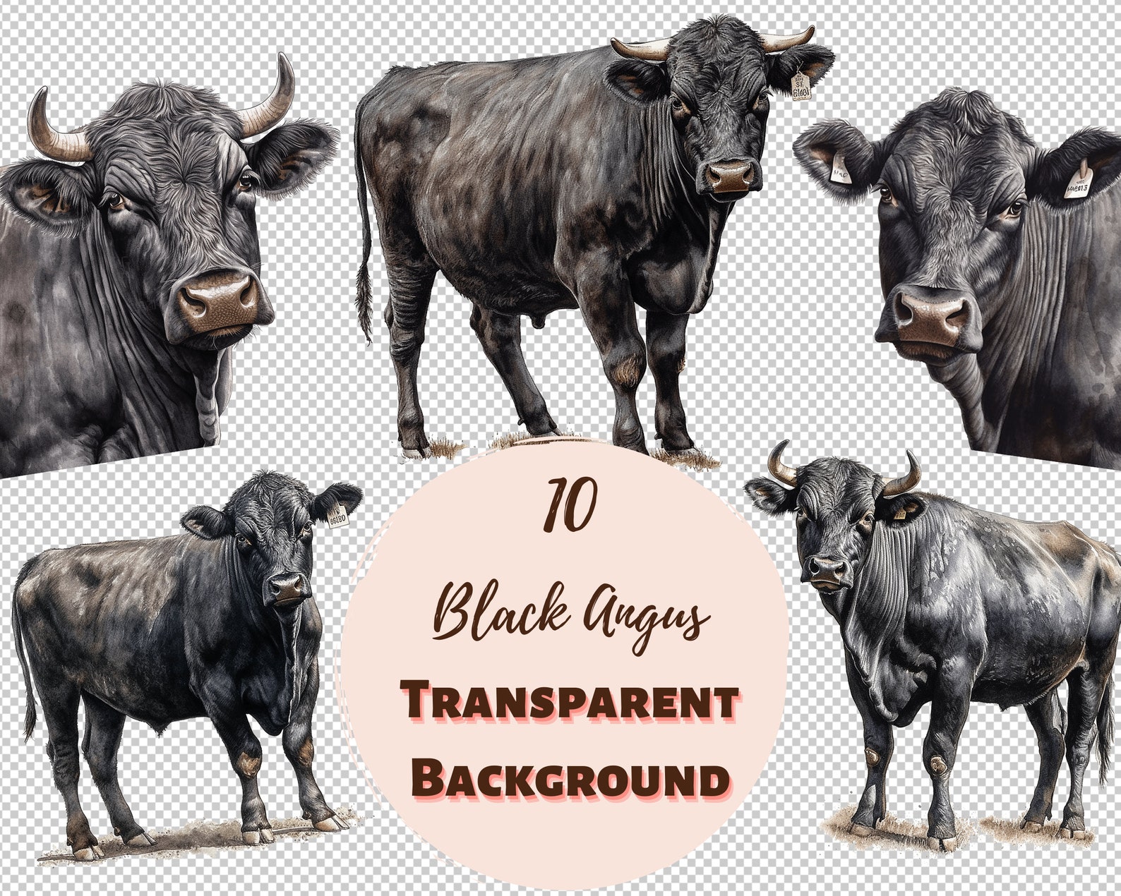 Black Angus Clipart Bundle Transparent PNG Collection, Digital Prints ...