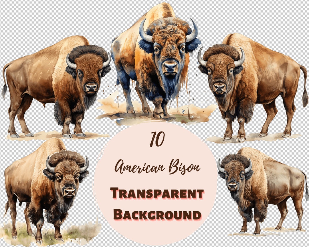 American Bison or American Buffalo Clipart Bundle - Transparent PNG ...