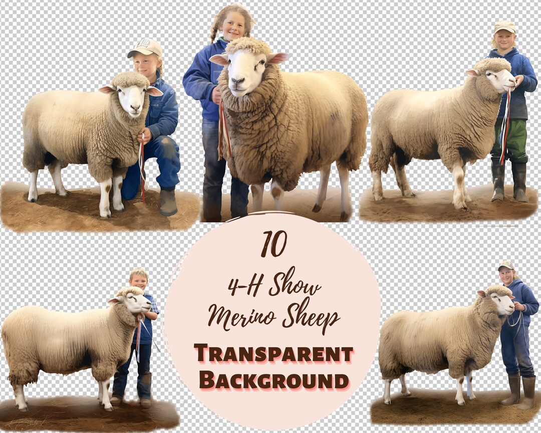 4-H Show Merino Sheep Clipart Bundle Transparent PNG Collection ...