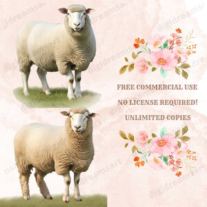 Dorset Sheep Clipart Bundle - Transparent PNG Collection, Digital ...