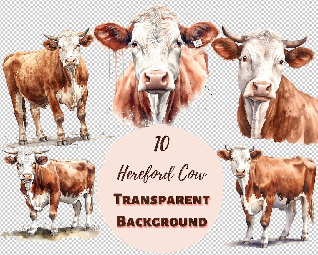 Hereford Cow Clipart Bundle – Transparent Pngs (digital Prints) - Etsy