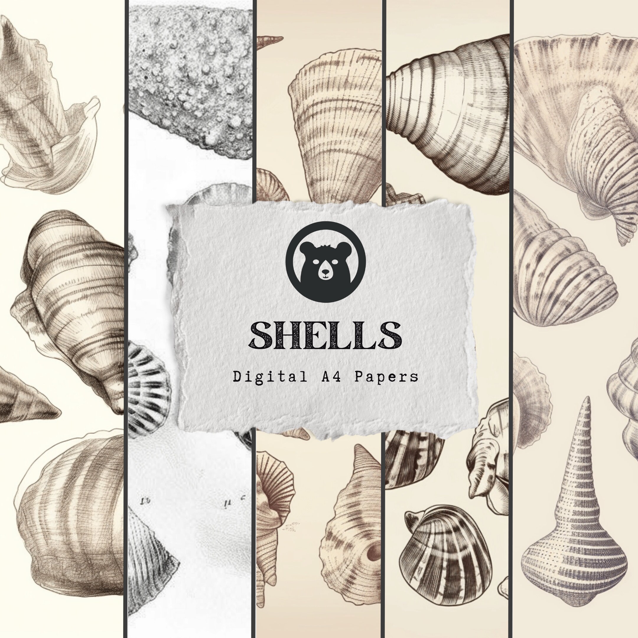 Seashell Digital Paper Pack - Etsy