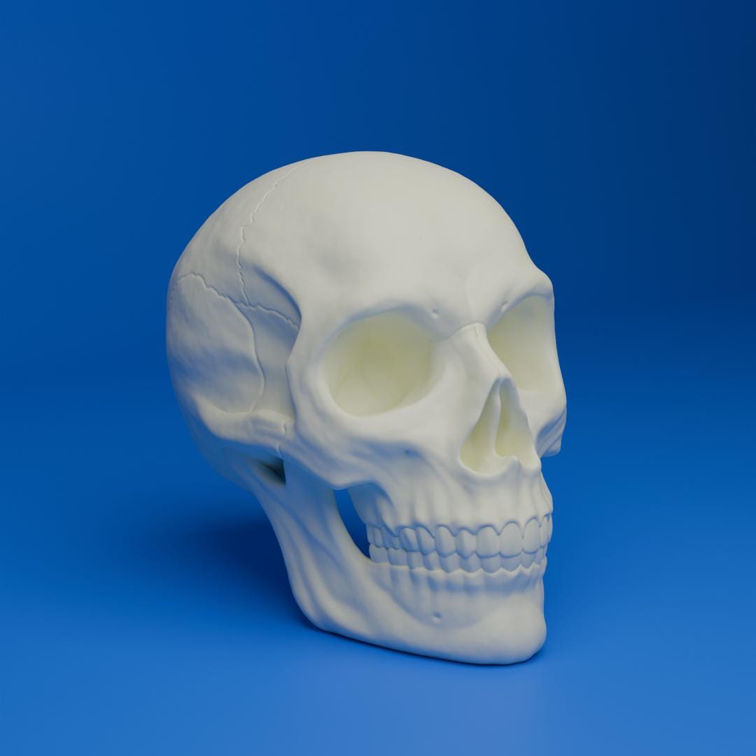 3D Printed Human Skull - Halloween Display - Desk - Decoration - Etsy
