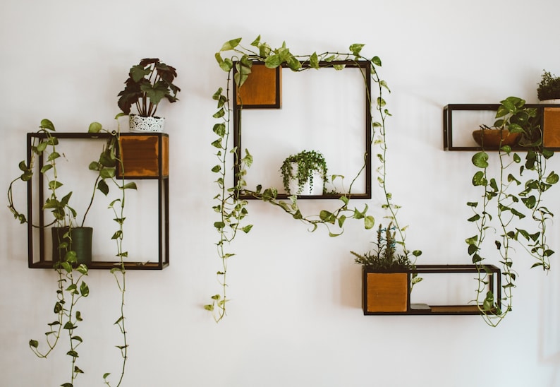 Green Oasis: Zoom Shelf and Plants Virtual Background for a - Etsy
