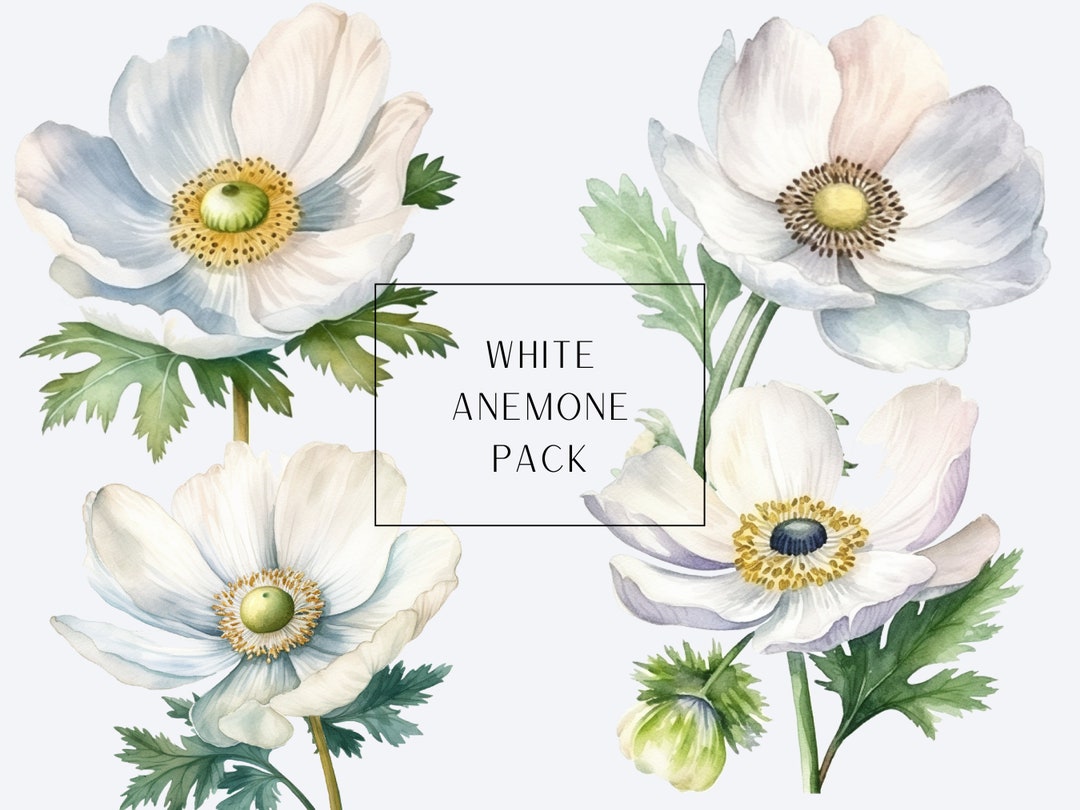 Anemone | Watercolor Flower Clip Art | Floral Bundle | Instant Download ...