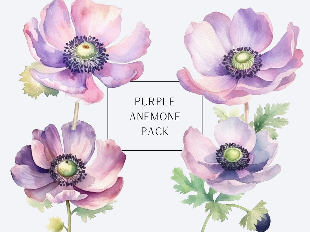 Anemone Watercolor Flower Clip Art Floral Bundle Instant Download PNG ...