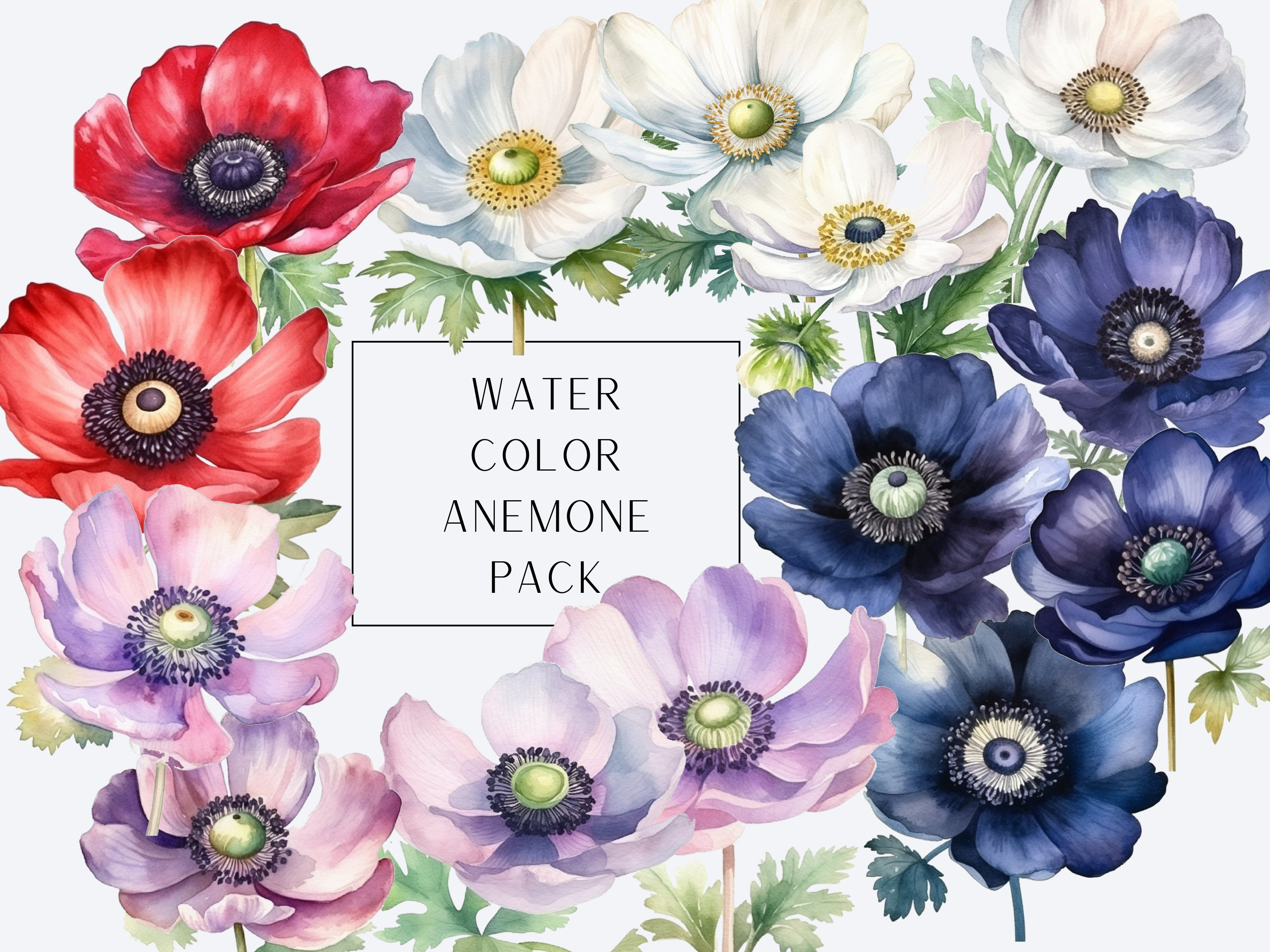 Anemone Watercolor Flower Clip Art Floral Bundle Instant Download PNG ...